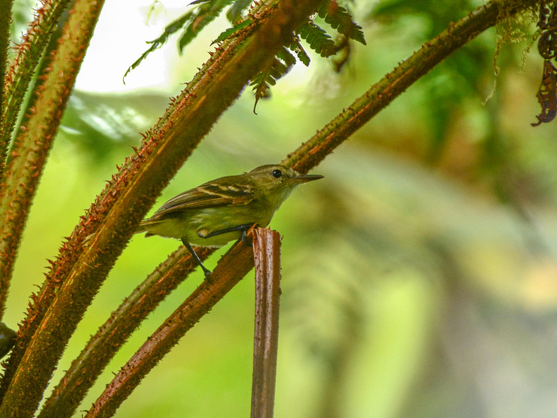 Piojito Isleño - eBird