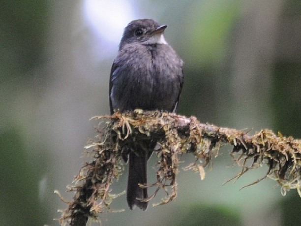 White-throated Pewee - eBird