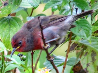 Micronesian Myzomela - eBird