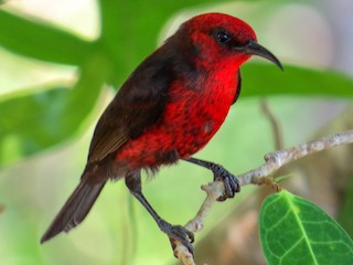 Micronesian Myzomela - eBird