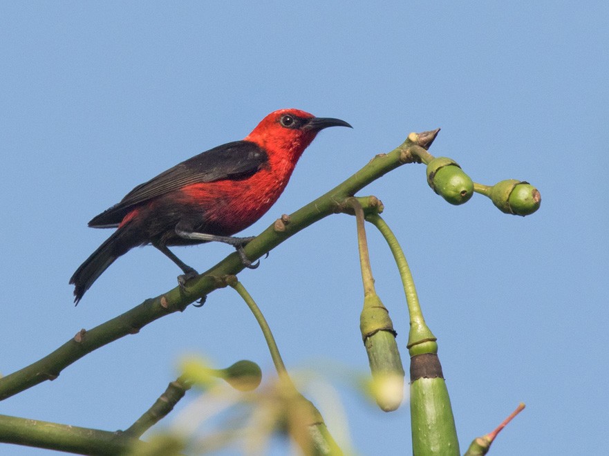 Cardinal Myzomela - eBird
