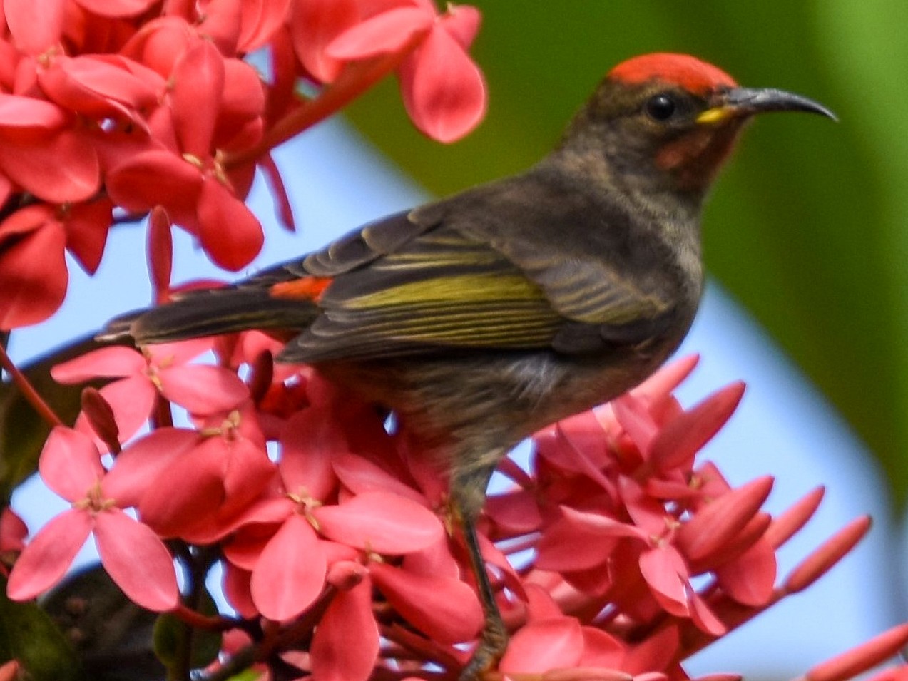 Samoan Myzomela - eBird