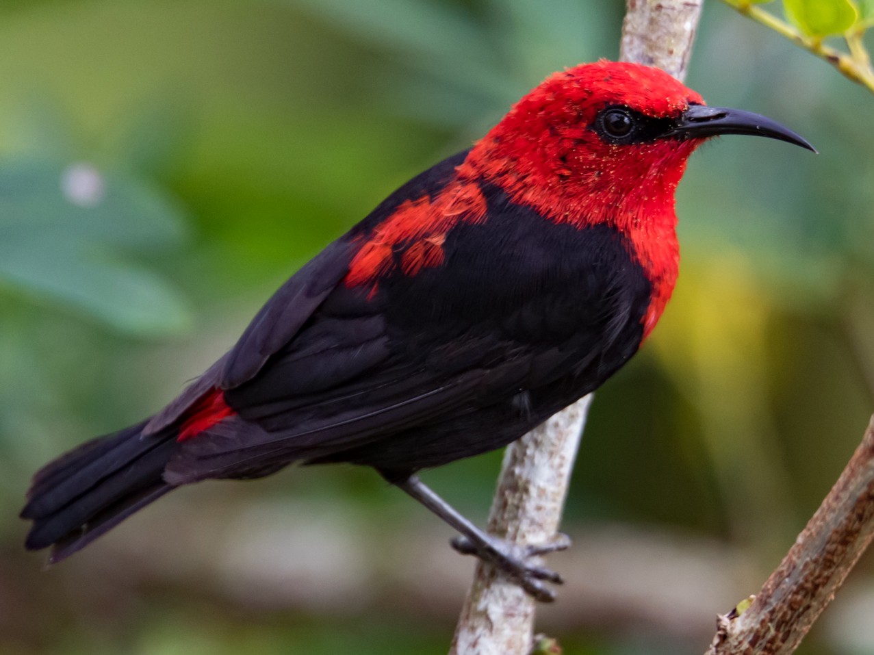 Samoan Myzomela - eBird