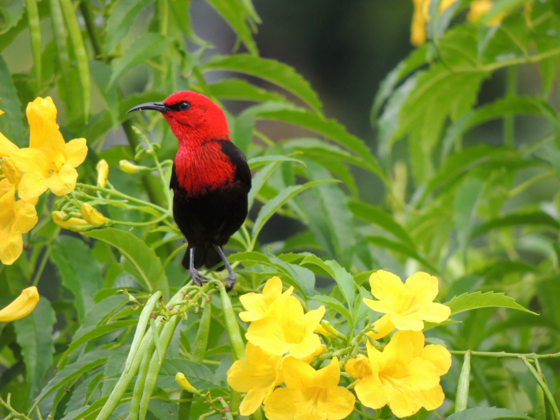 Samoan Myzomela - eBird