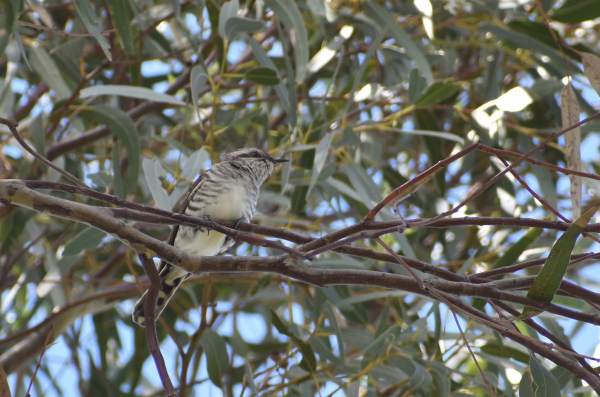 eBird Checklist - 3 Oct 2021 - Bababi Djinanang - 42 species