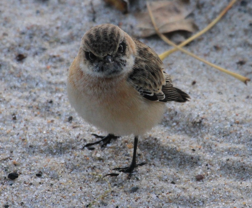 eBird Checklist - 15 Oct 2016 - Hel--Cypel - 9 species (+1 other taxa)