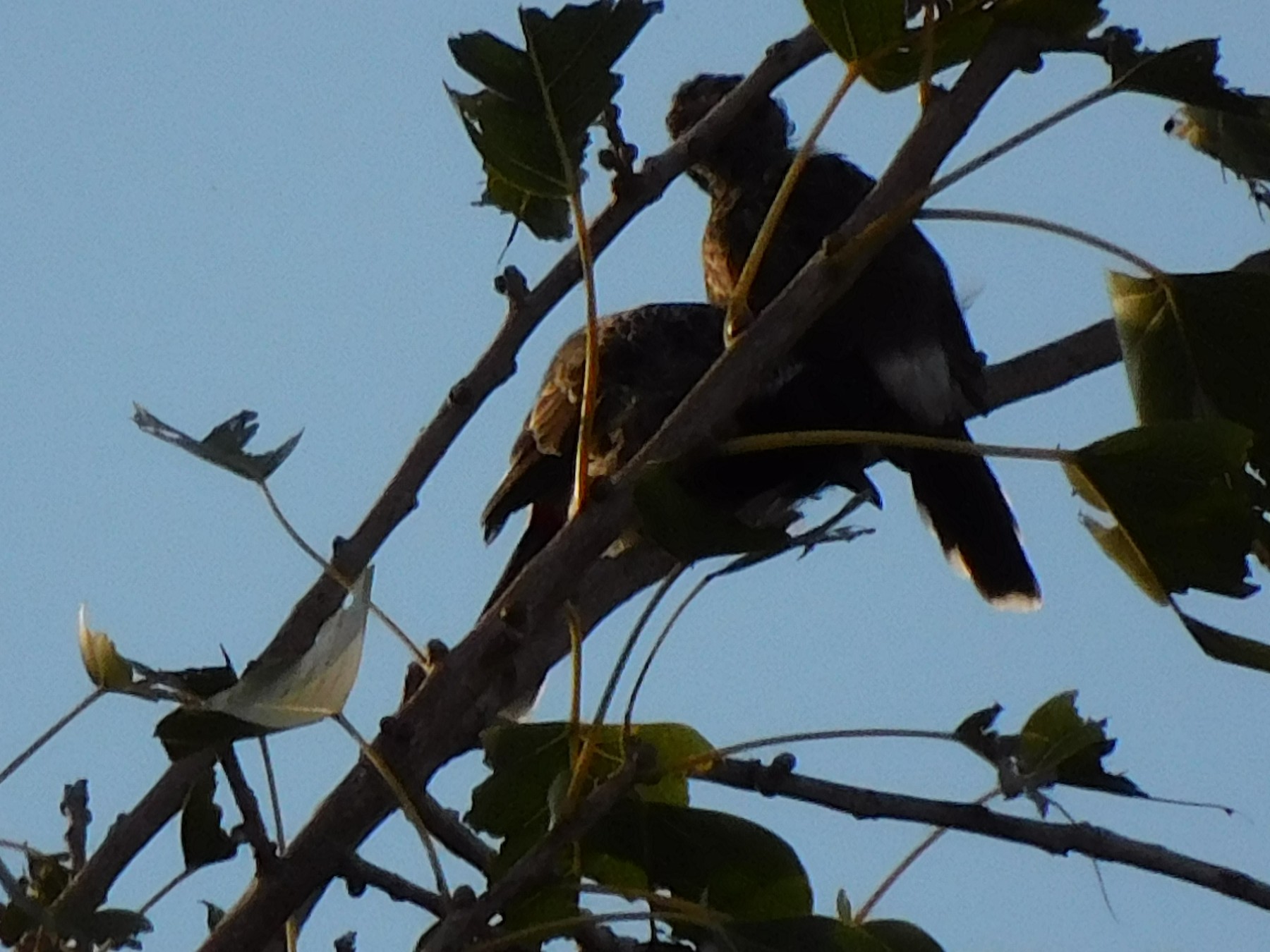 Bulbul sp. (Microtarsus/Rubigula/Pycnonotus sp.) - eBird
