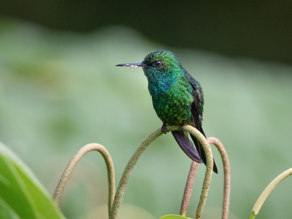 Puerto Rican Emerald - Riccordia maugaeus - Birds of the World