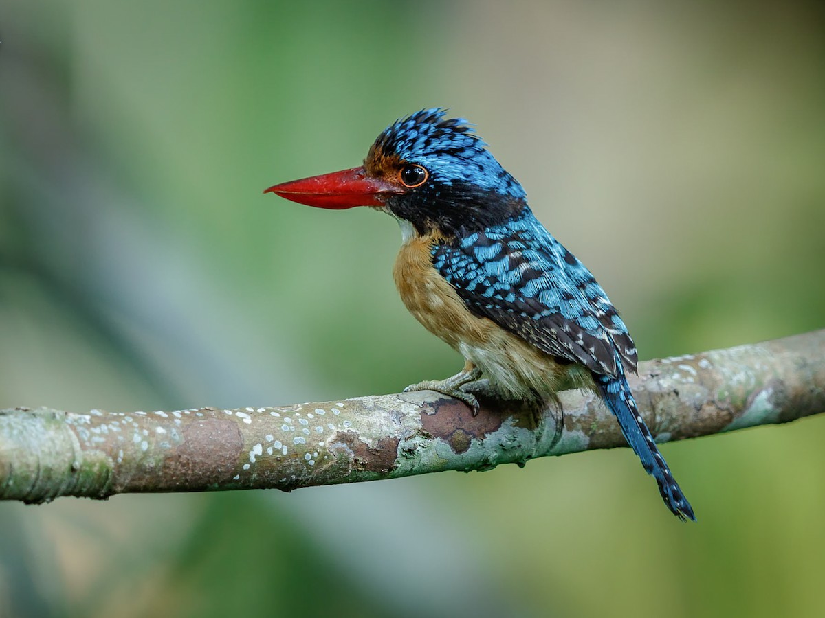 Banded Kingfisher - Lacedo pulchella - Birds of the World