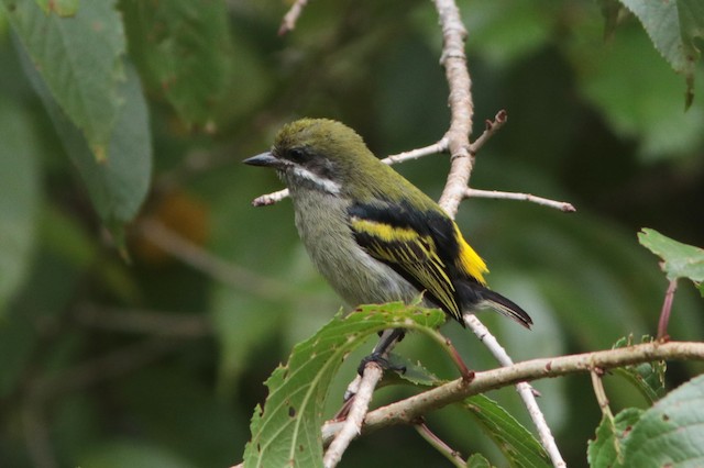 Photos - Green Tinkerbird - Pogoniulus simplex - Birds of the World