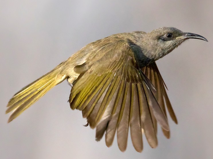 Dark-brown Honeyeater - eBird