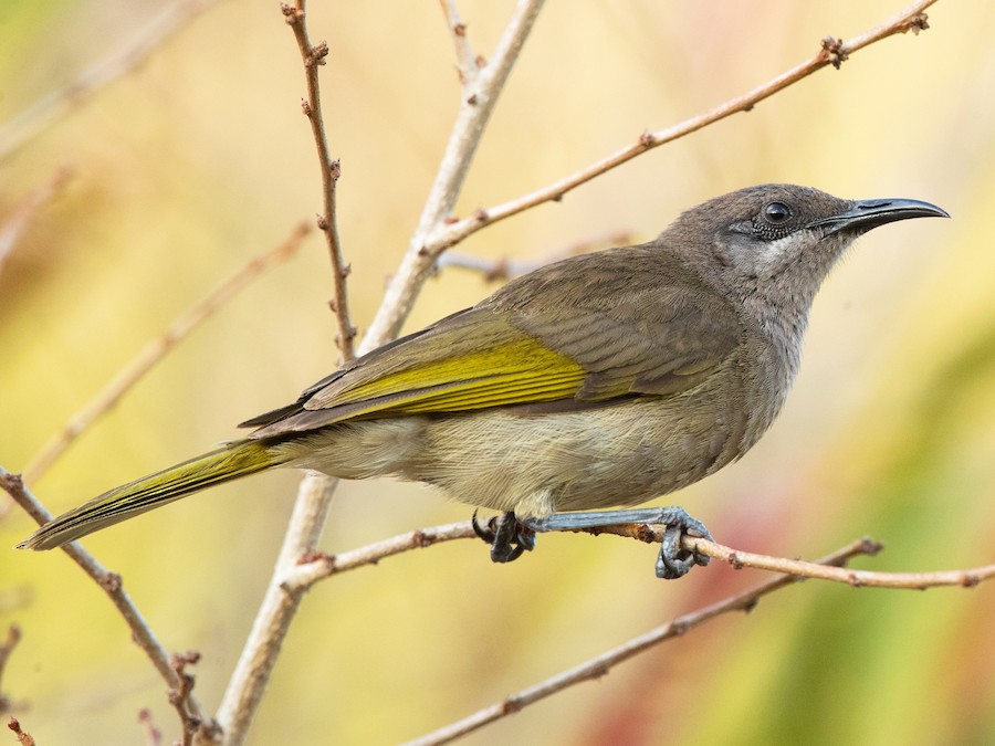 Dark-brown Honeyeater - eBird