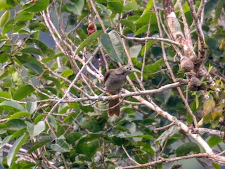 Makira Honeyeater - eBird