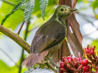 Makira Honeyeater - eBird