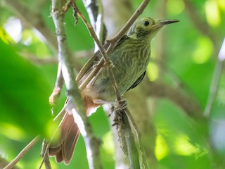 Makira Honeyeater - eBird