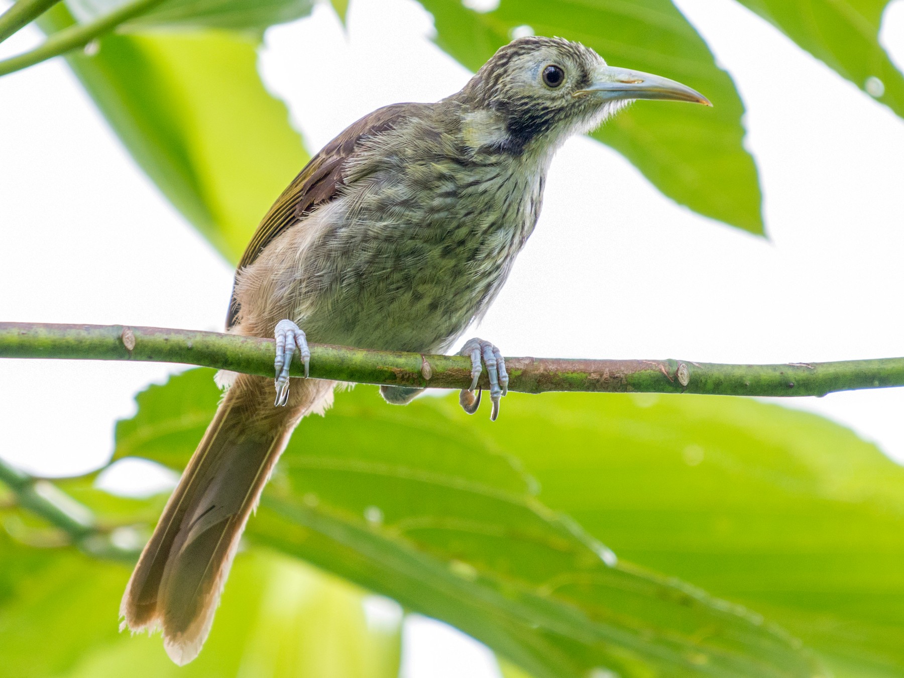 Makira Honeyeater - eBird