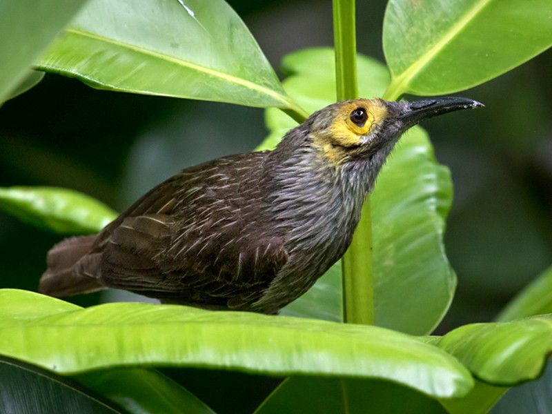 Kadavu Honeyeater - eBird