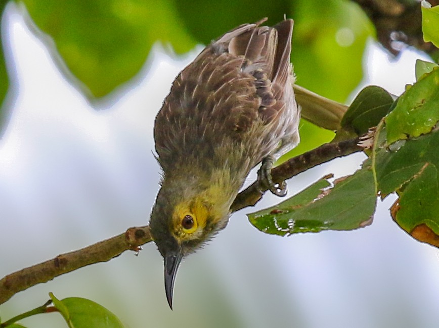 Kadavu Honeyeater - eBird