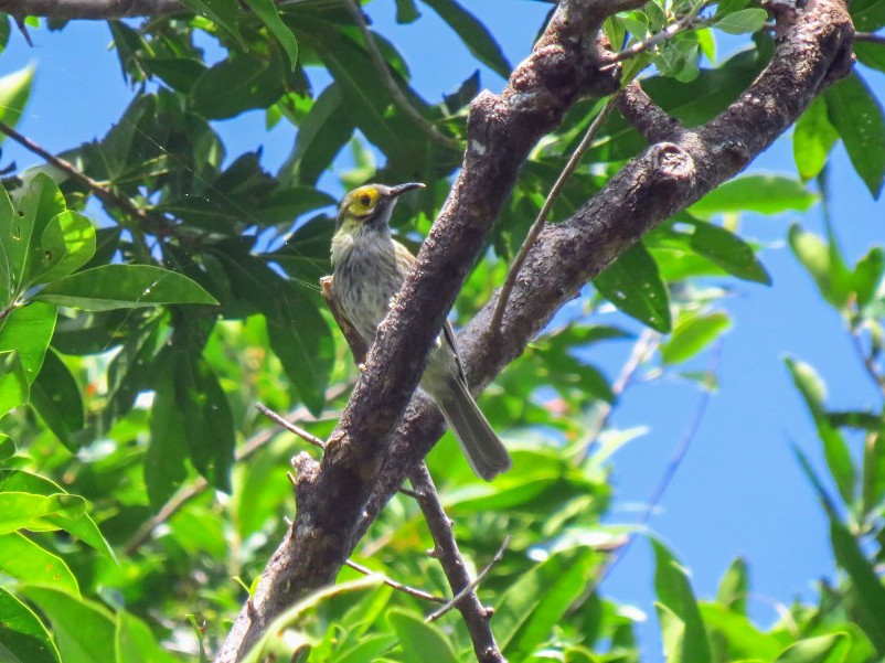 Kadavu Honeyeater - eBird