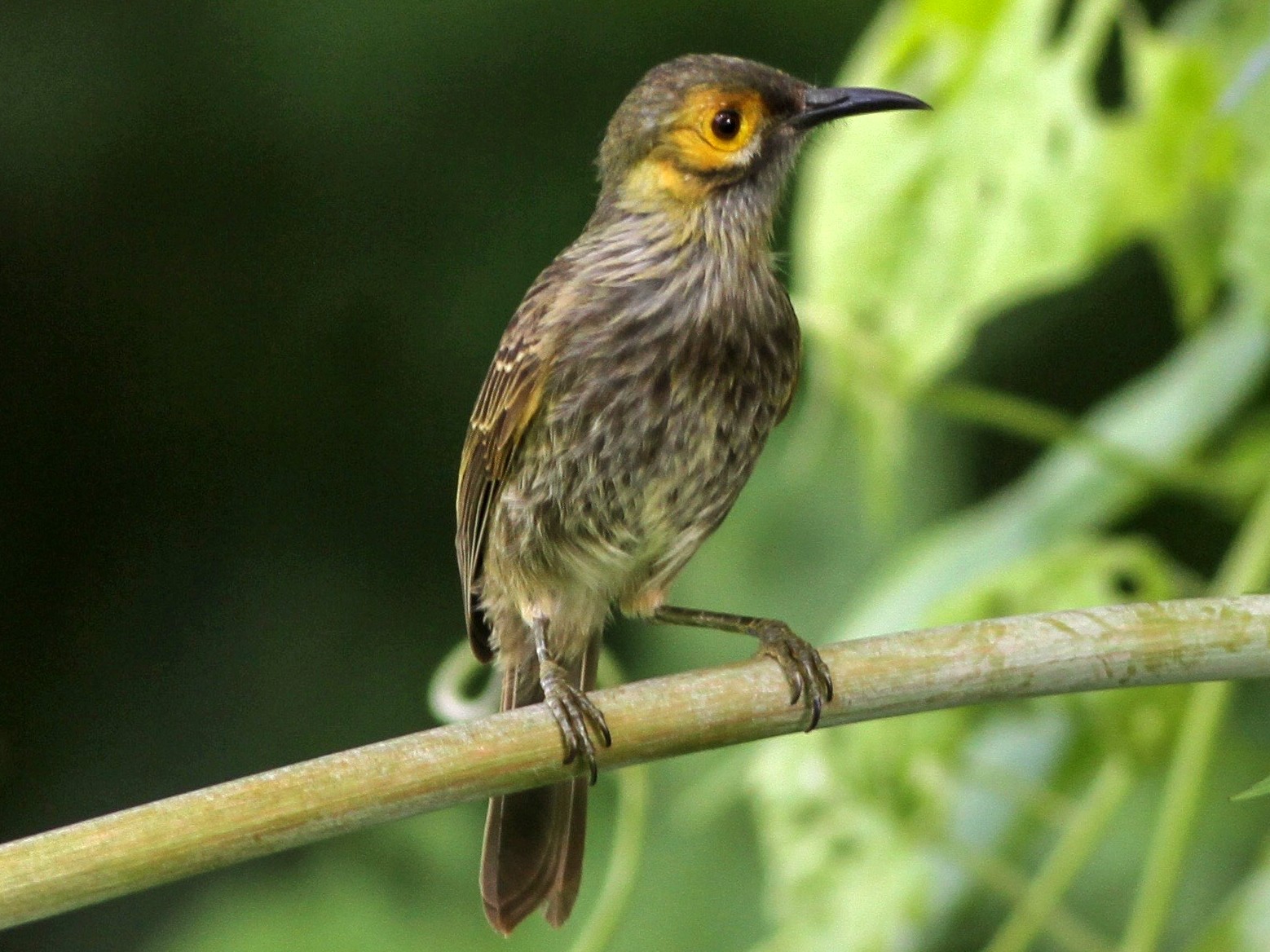 Kadavu Honeyeater - eBird