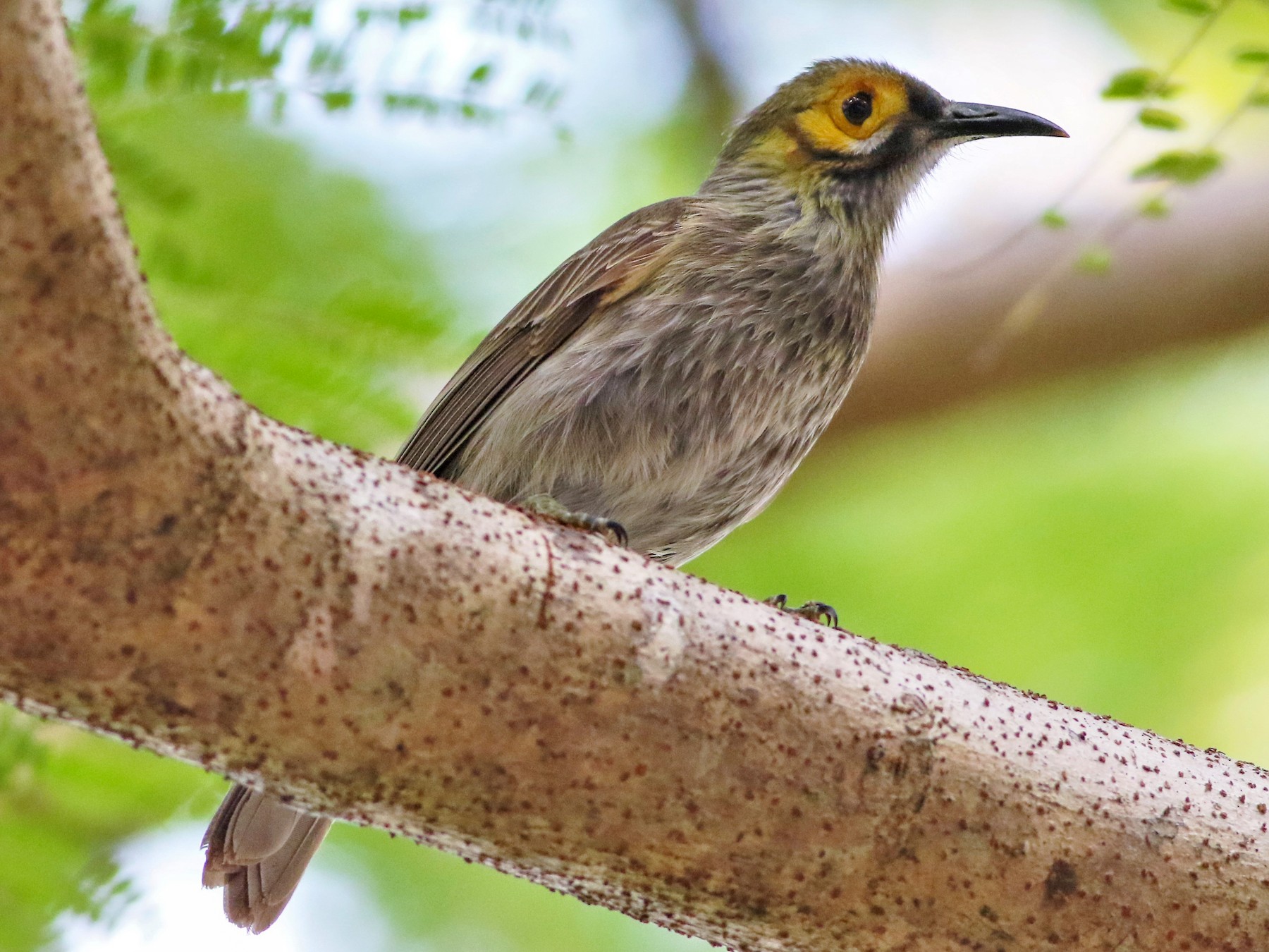 Kadavu Honeyeater - eBird