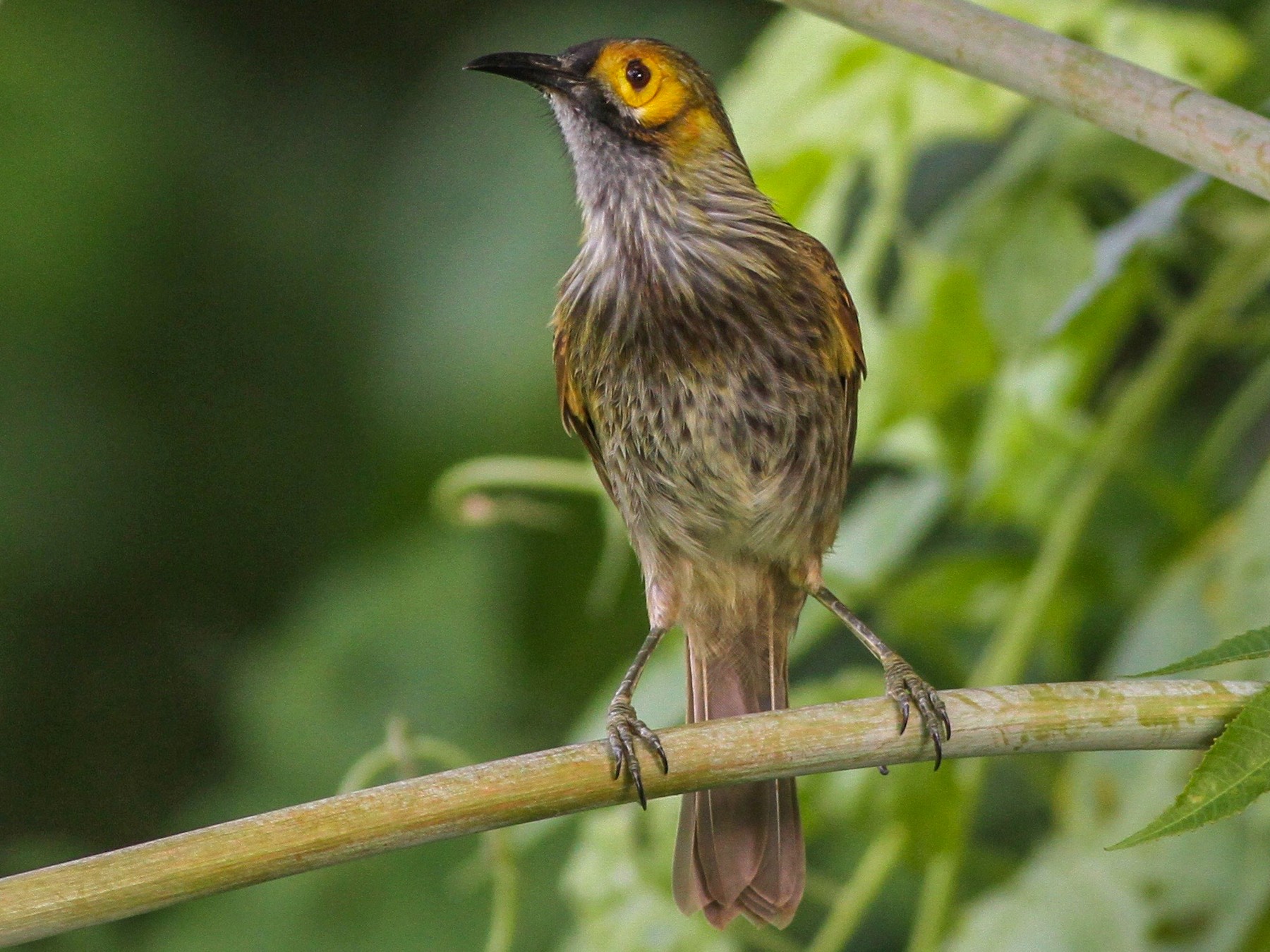 Kadavu Honeyeater - eBird