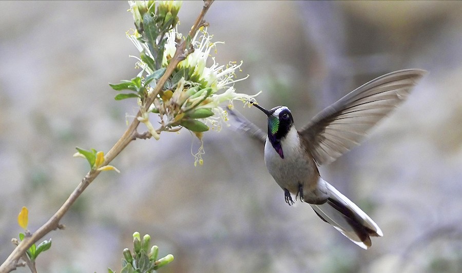 Bearded Mountaineer (Western) - eBird