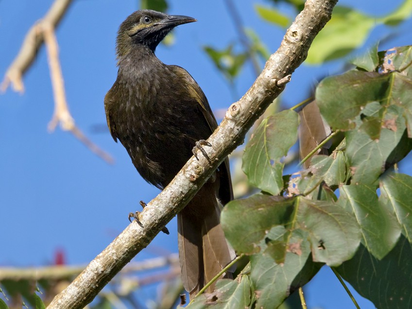 Mao - Gymnomyza samoensis - Birds of the World