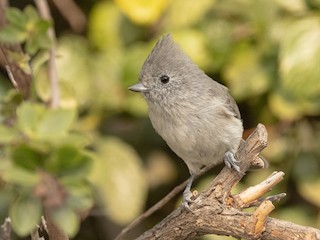 Oak Titmouse - Baeolophus inornatus - Birds of the World