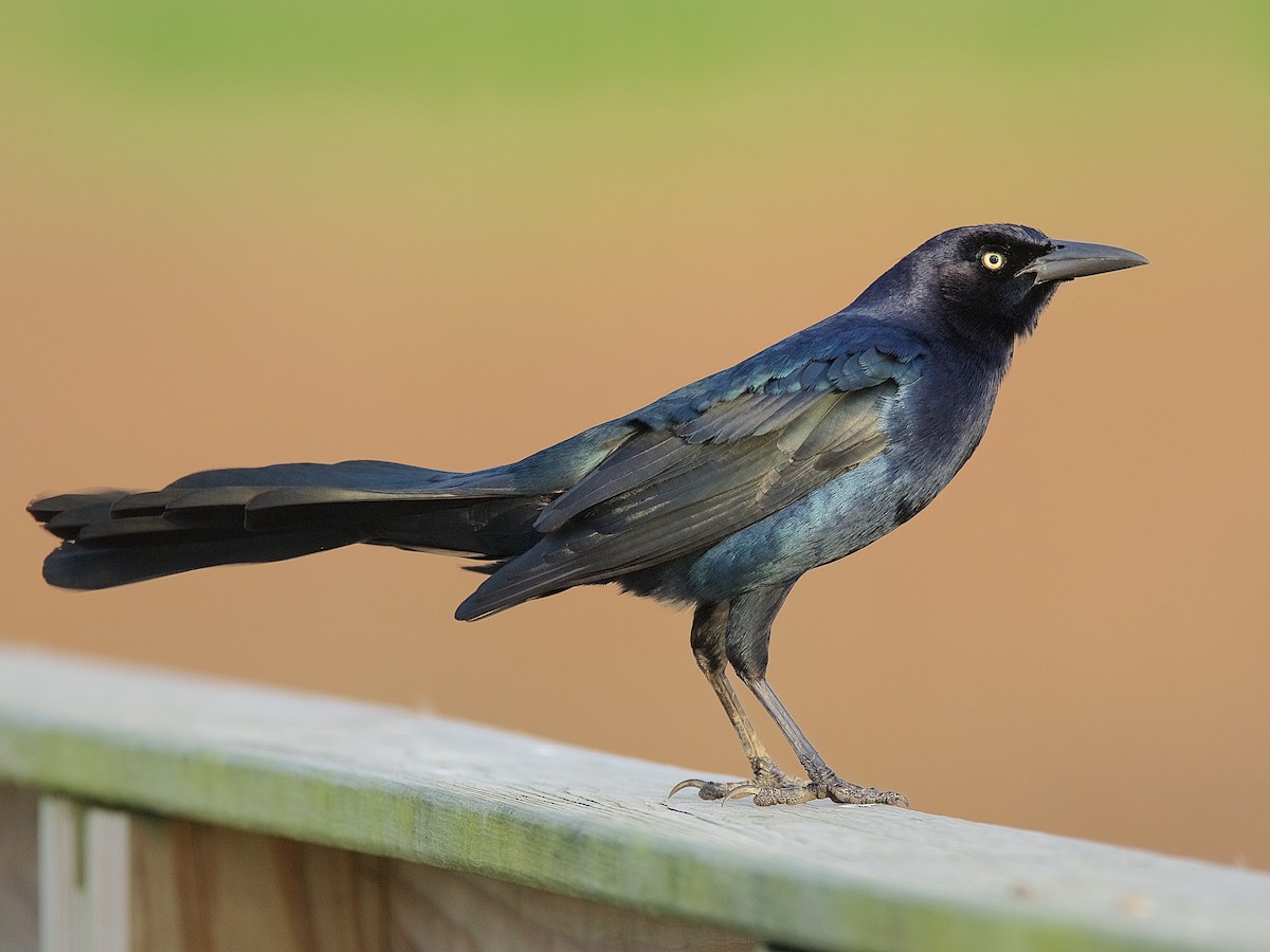 Great-tailed Grackle - Quiscalus mexicanus - Birds of the World