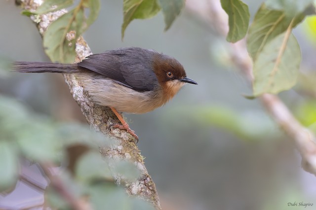 Photos - African Tailorbird - Artisornis metopias - Birds of the World
