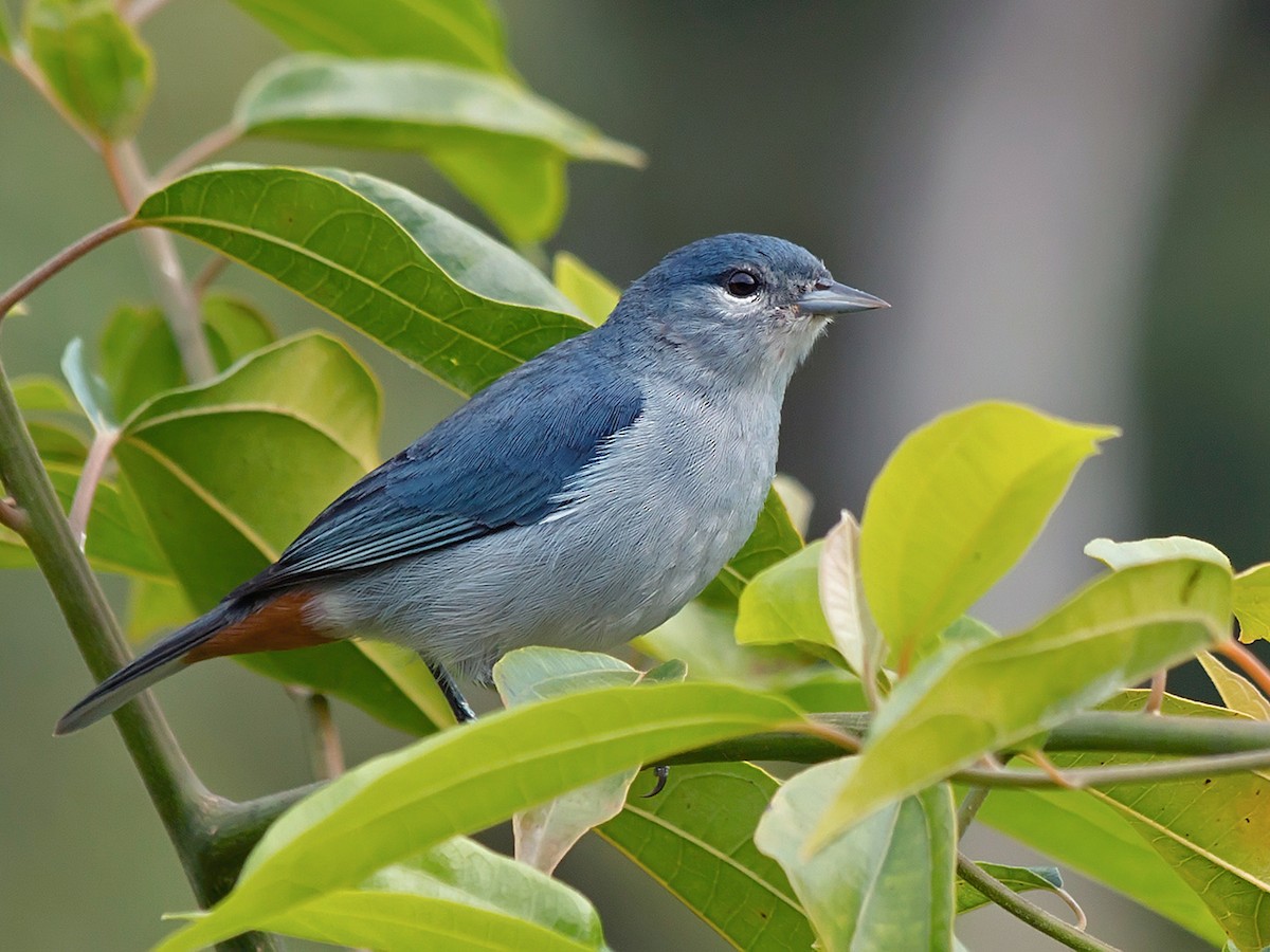 Chestnut-vented Conebill - Conirostrum speciosum - Birds of the World