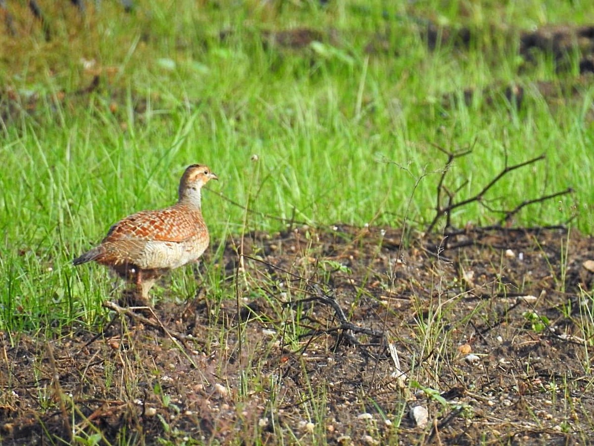 eBird Checklist - 3 Oct 2021 - Achankulam - 74 species