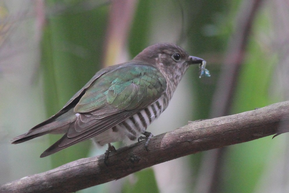 eBird Checklist - 1 Oct 2021 - Darkes Forest - 44 species