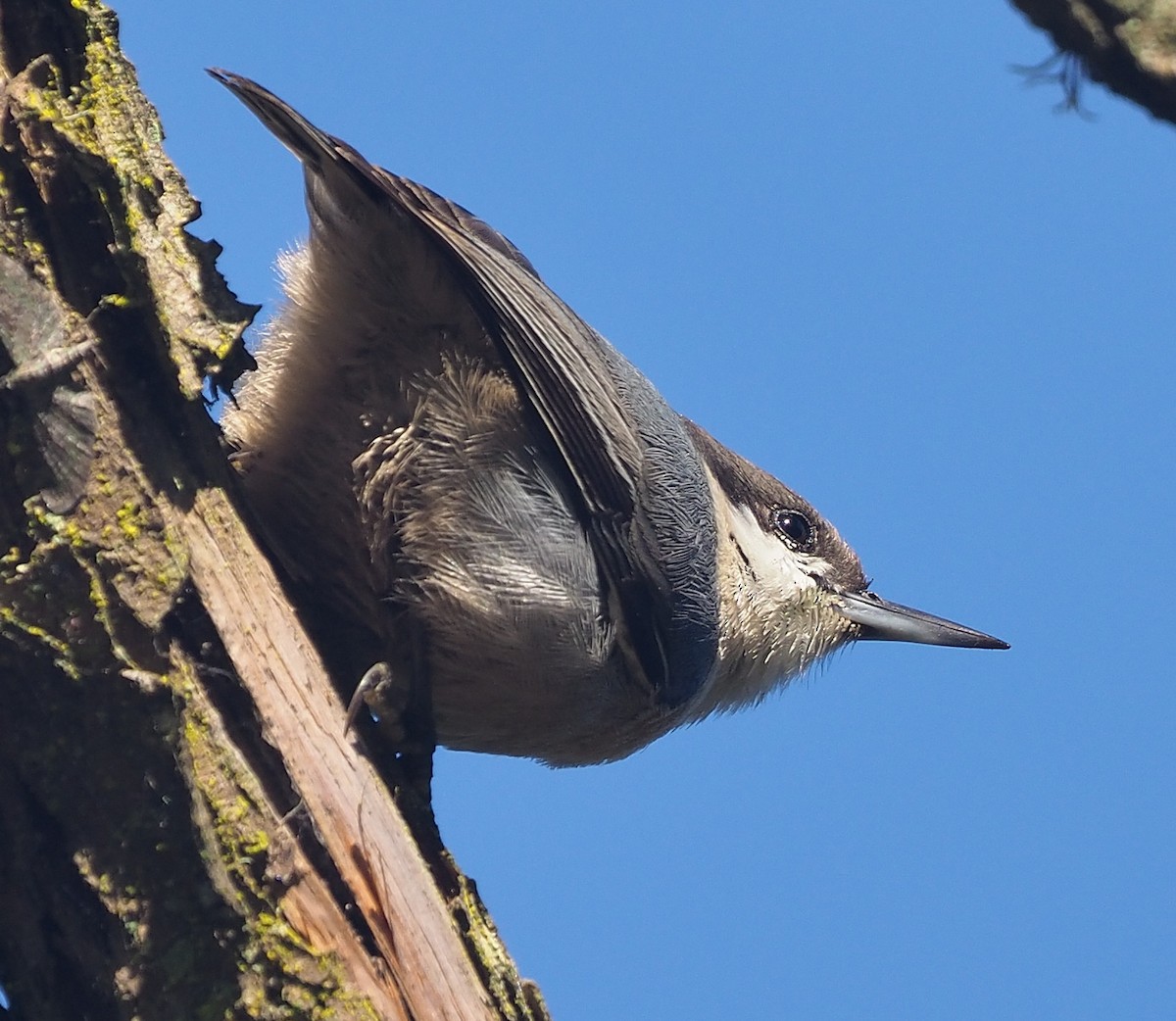 eBird Checklist - 3 Oct 2021 - Golden Gate Park--Arboretum (San ...