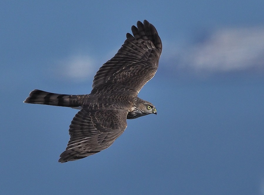 Sharp-shinned Hawk (Northern) - eBird