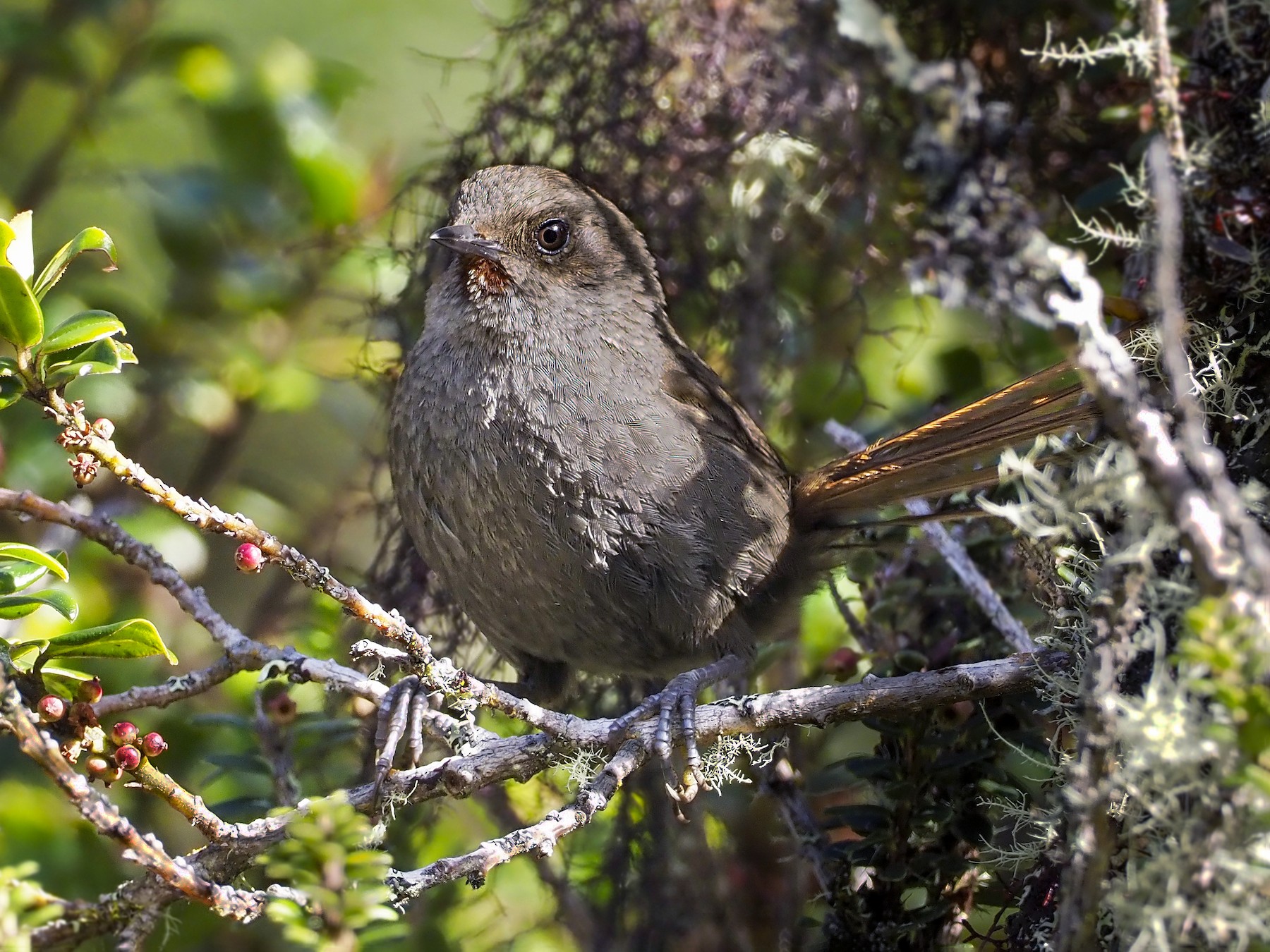 Synallaxe d'Ayacucho - eBird