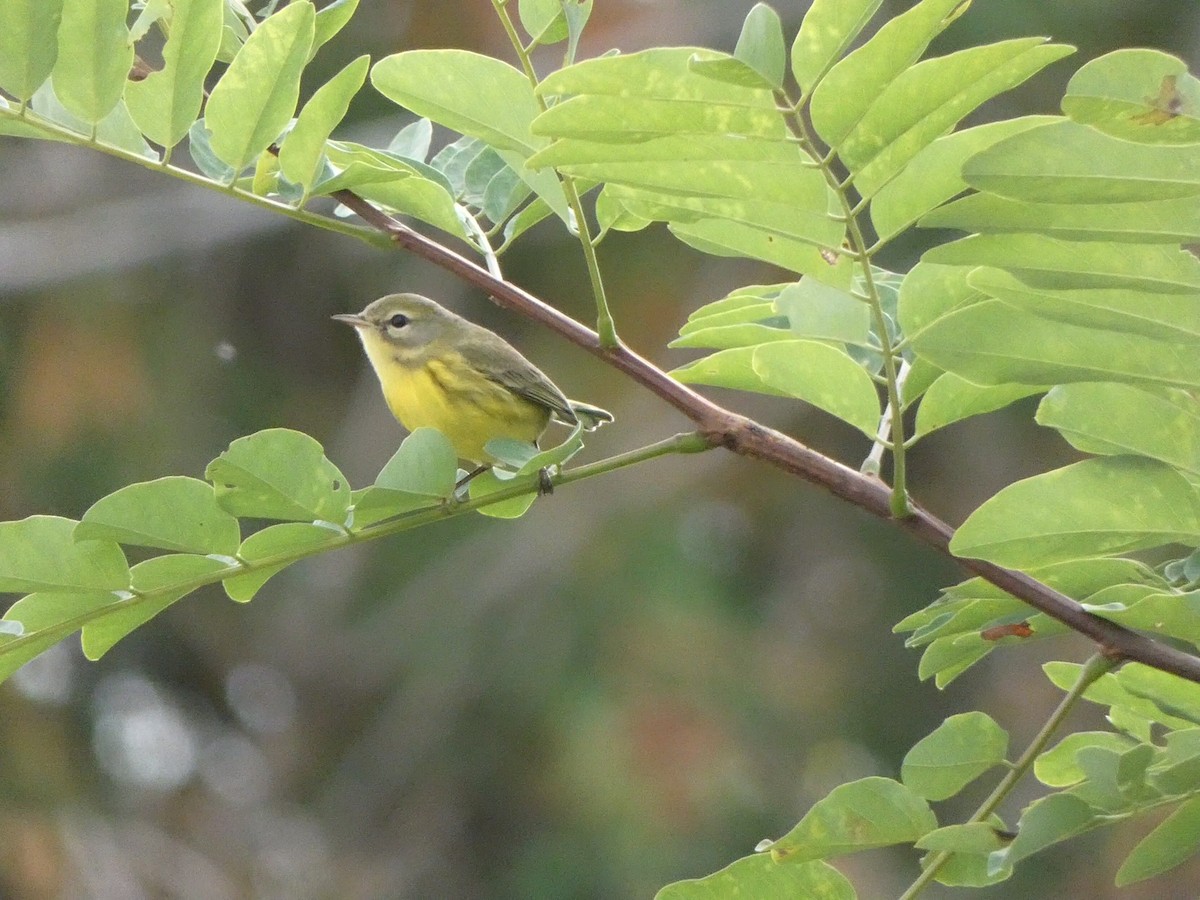 eBird Checklist - 4 Oct 2021 - PN de la Pte-aux-Prairies--Secteur des ...