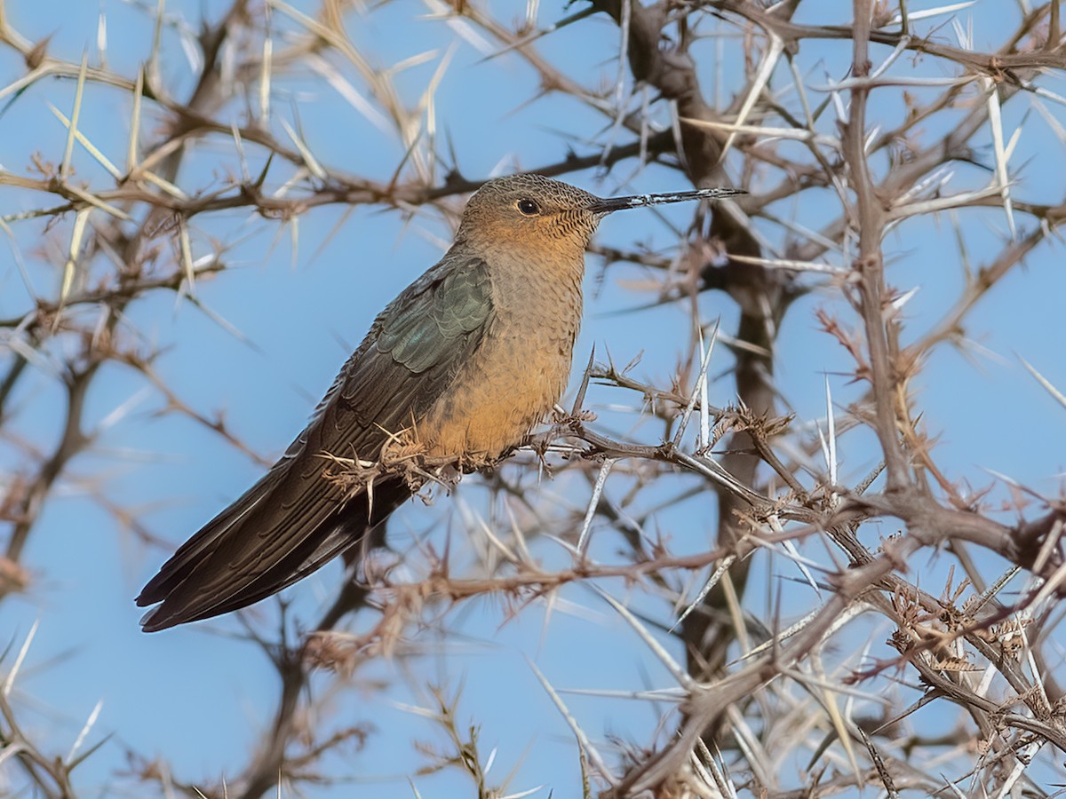 Giant Hummingbird - Patagona gigas - Birds of the World