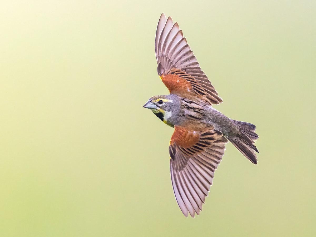 Dickcissel - Spiza americana - Birds of the World