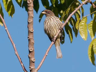Palmchat - Dulus dominicus - Birds of the World