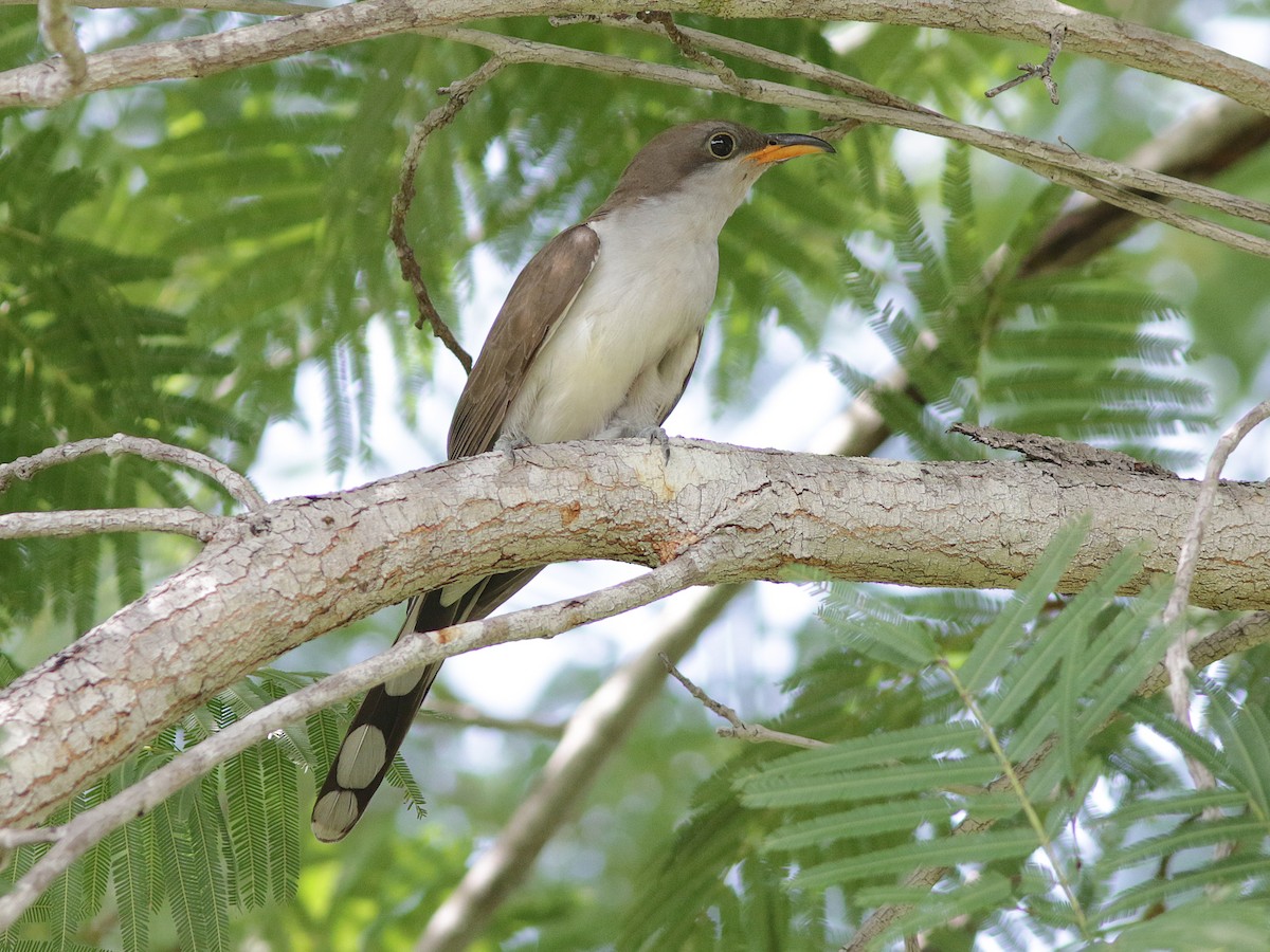 Pearly-breasted Cuckoo - Coccyzus euleri - Birds of the World