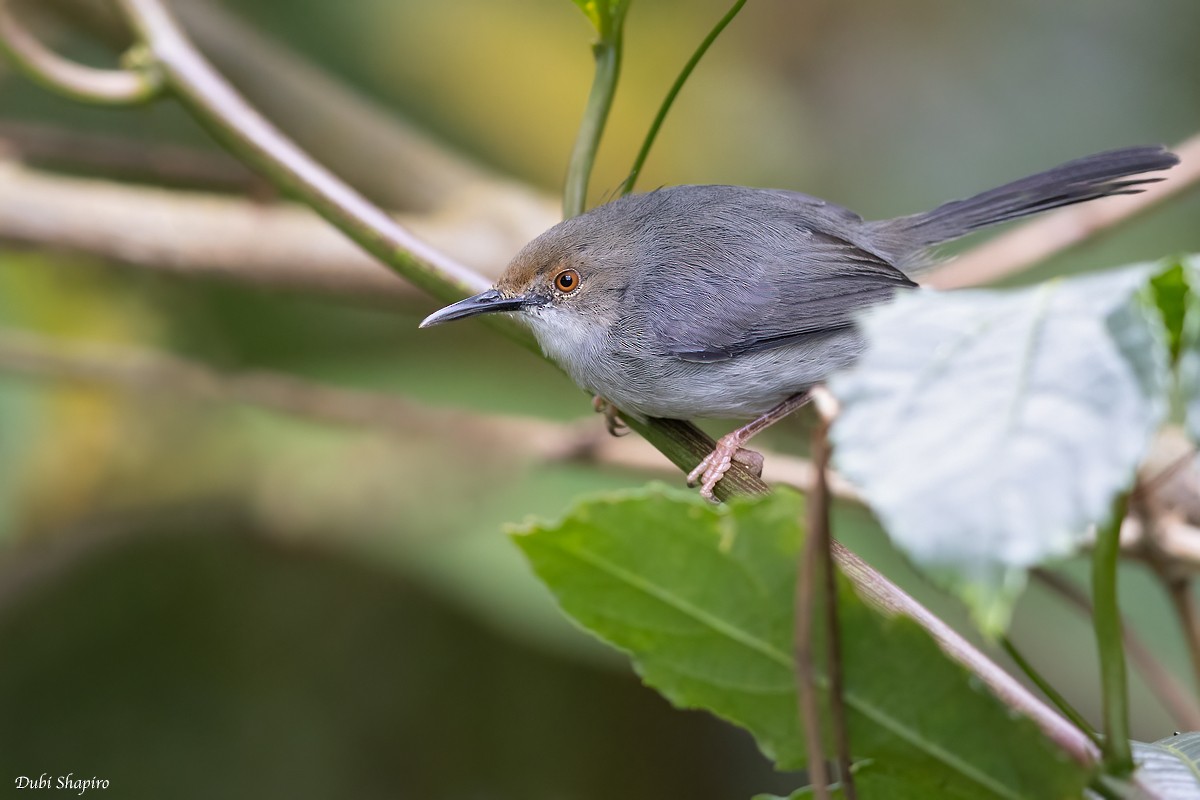 Sastrecillo de Moreau (moreaui) - eBird