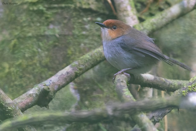 Photos - African Tailorbird - Artisornis metopias - Birds of the World