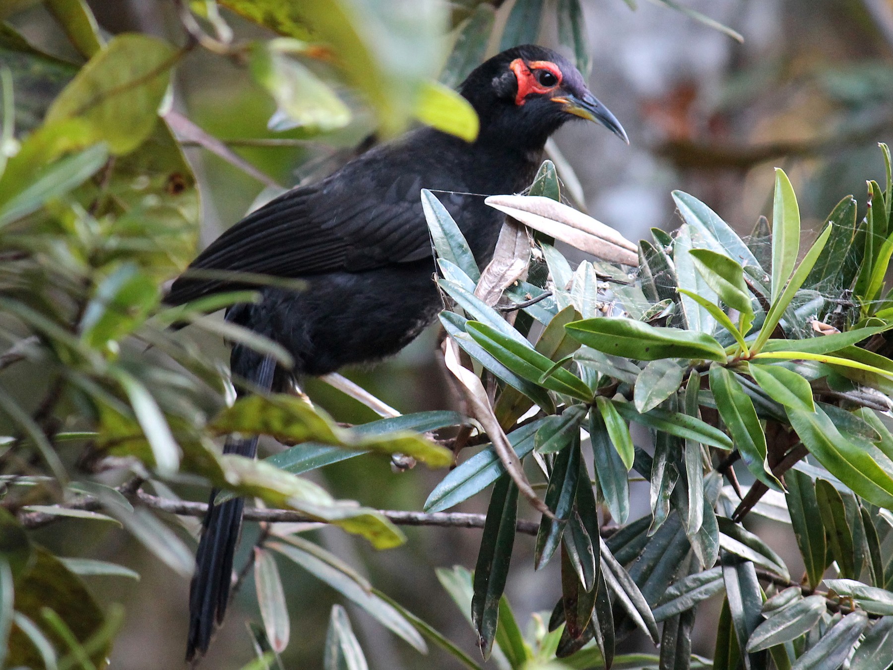Crow Honeyeater - eBird