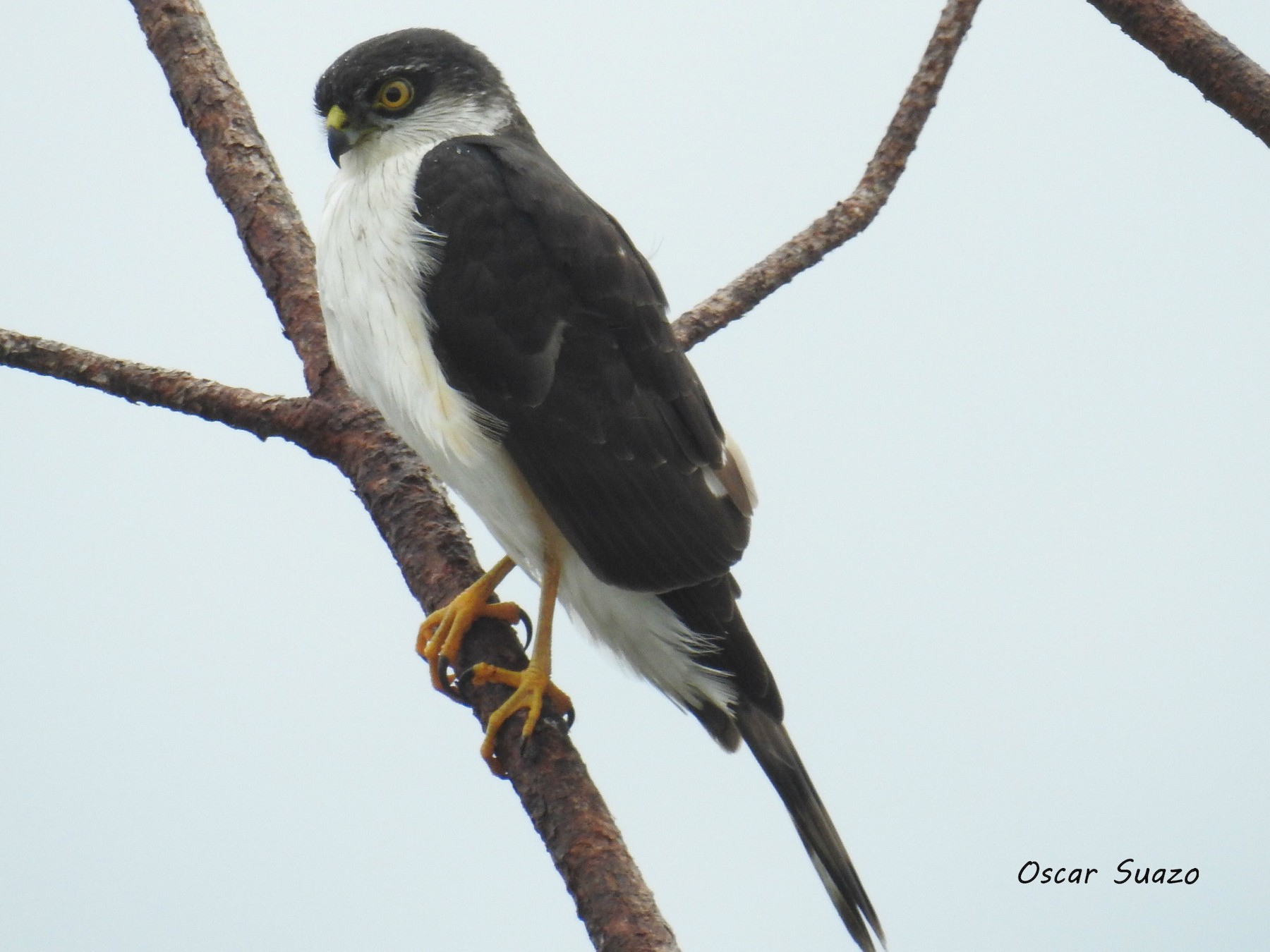 White-breasted Hawk - eBird