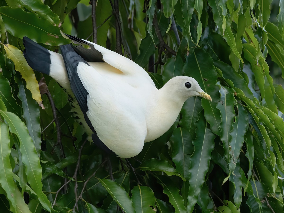 Torresian Imperial-Pigeon - Ducula spilorrhoa - Birds of the World