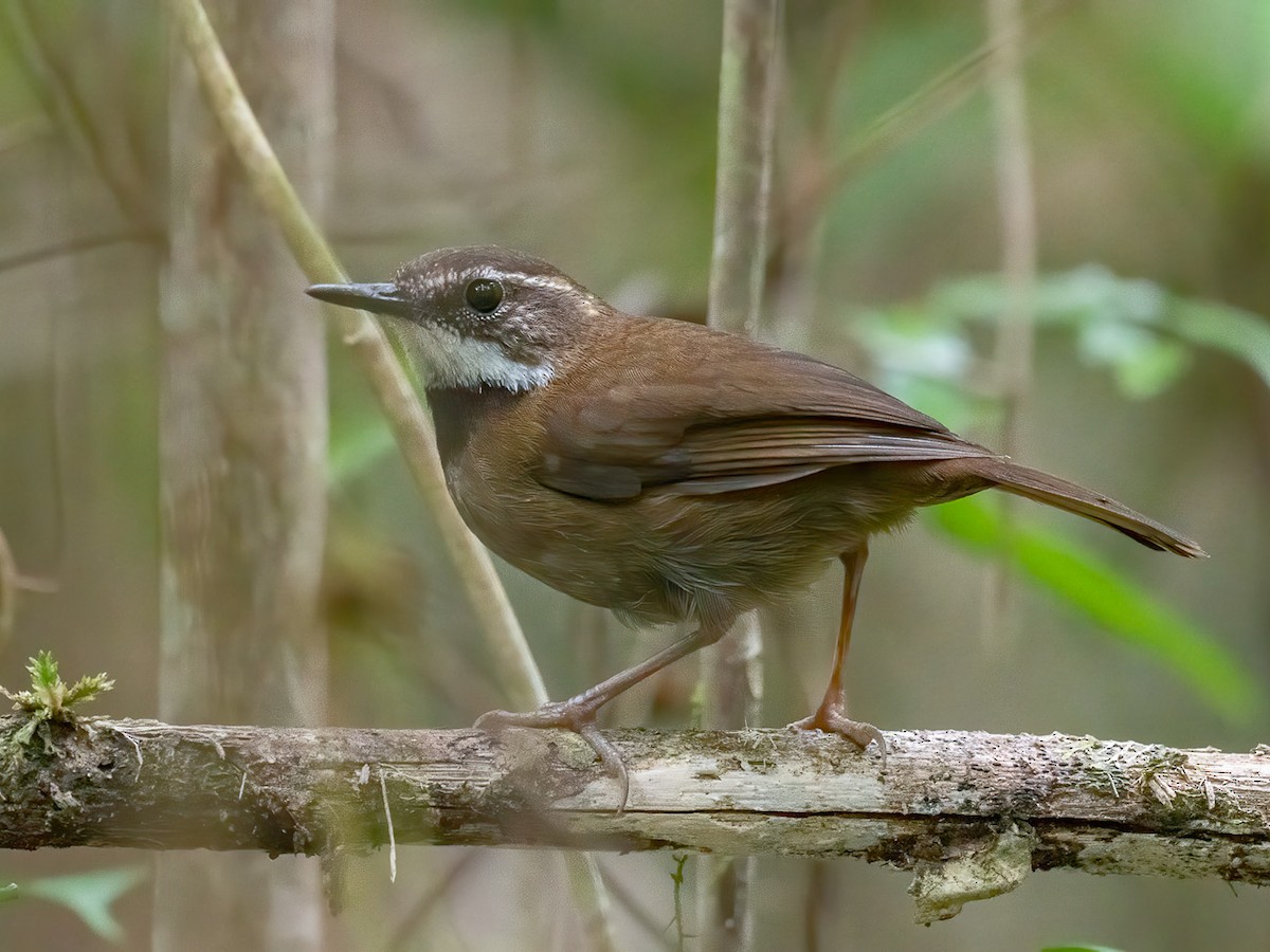 Fernwren - Oreoscopus gutturalis - Birds of the World