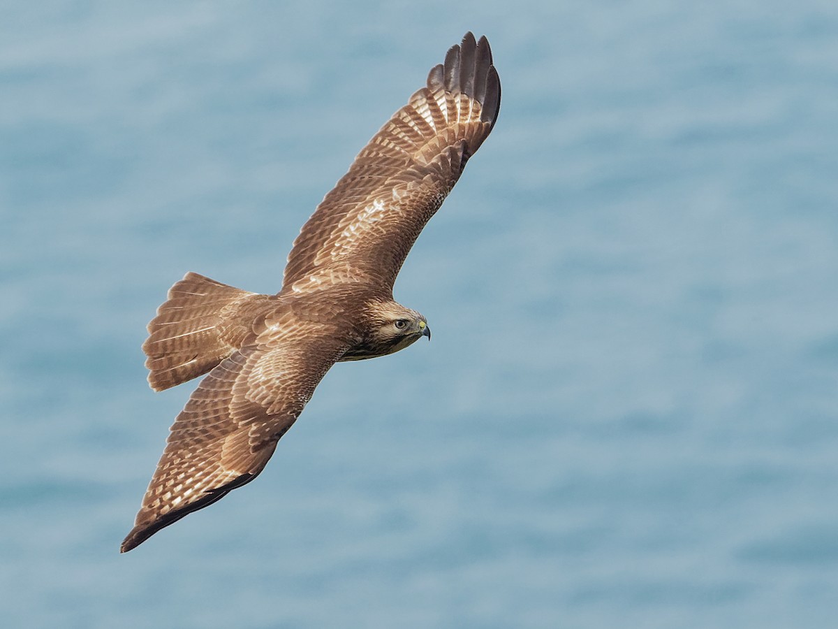 Eastern Buzzard - Buteo japonicus - Birds of the World
