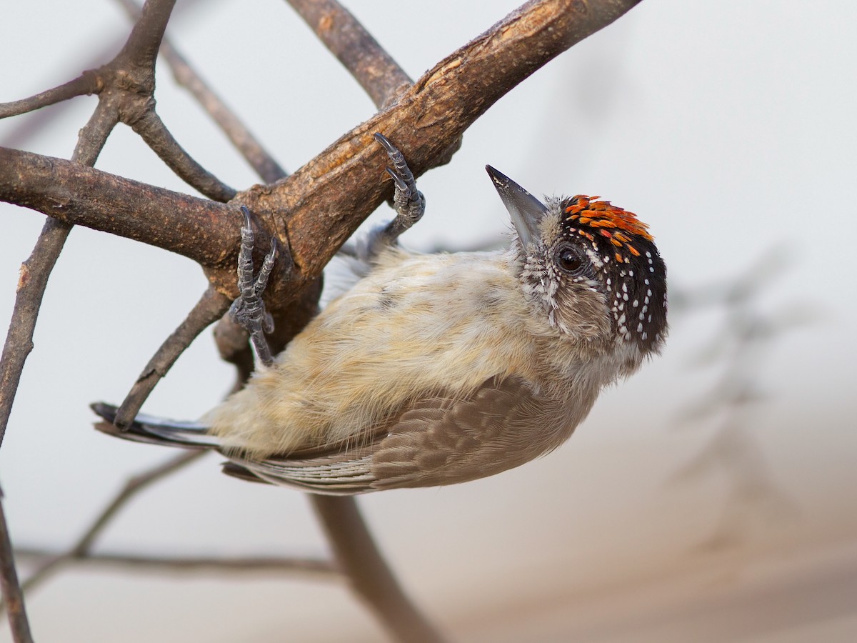 Ochraceous Piculet - Picumnus limae - Birds of the World